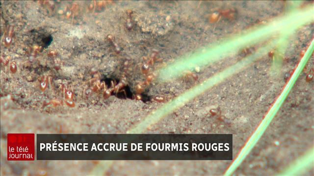 Les fourmis rouges dérangent des résidents du Plateau à Gatineau | Le ...