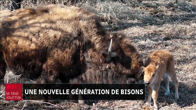 La naissance d'une nouvelle génération de bisons | Le téléjournal Manitoba