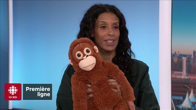 Ce bébé singe abandonné et sa peluche ont charmé le monde entier ...