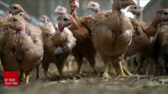 Les poulets de la discorde | Le téléjournal avec Céline Galipeau