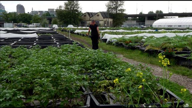 À Sole Food Street Farms, on cultive des légumes et de l’espoir | Radio ...